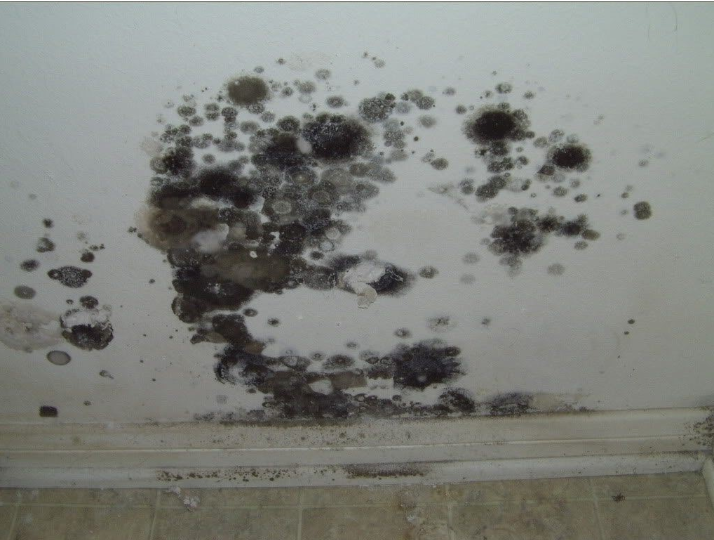 Things You Never Knew About Mold