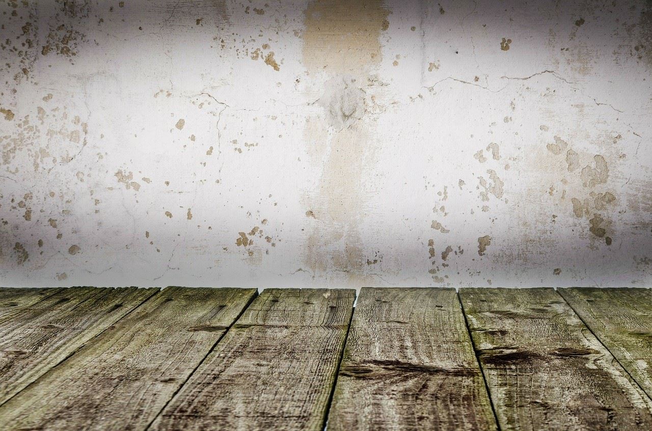 Subtle Signs of the Start of Mold Growth in Your Home