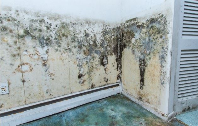 Impact of mold on workplace