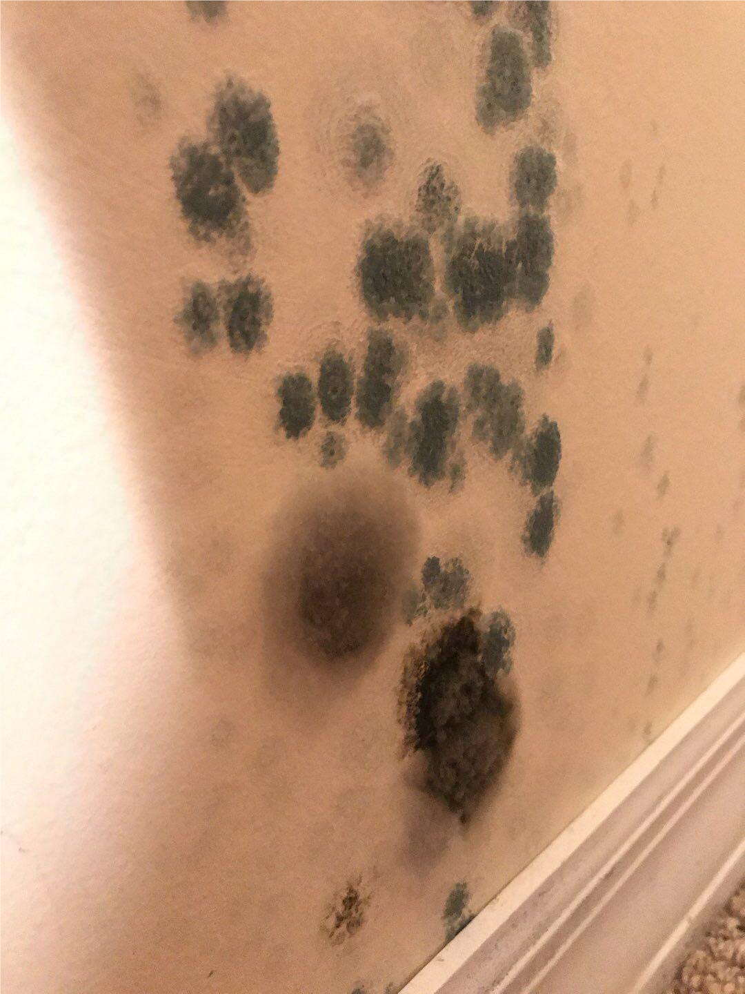 Mold Remediation Tips: What to do when you find mold in your home