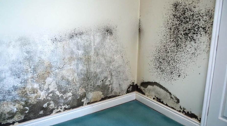 How Fast Can Mold Grow After Water Damage? | STOP Restoration Spokane